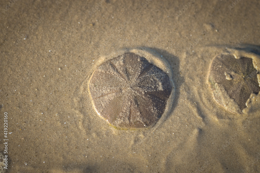 Sand Dollars was walking on the beach in morning, at low tide it tried ...