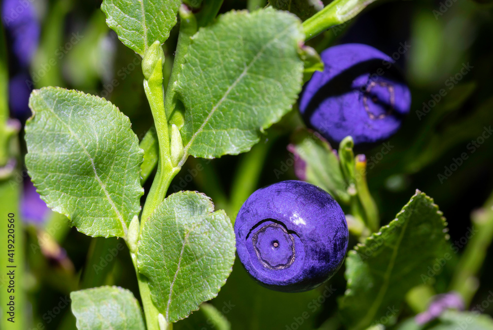 Ripe, tasty European blueberries (Vaccinium myrtillus) - A perennial ...