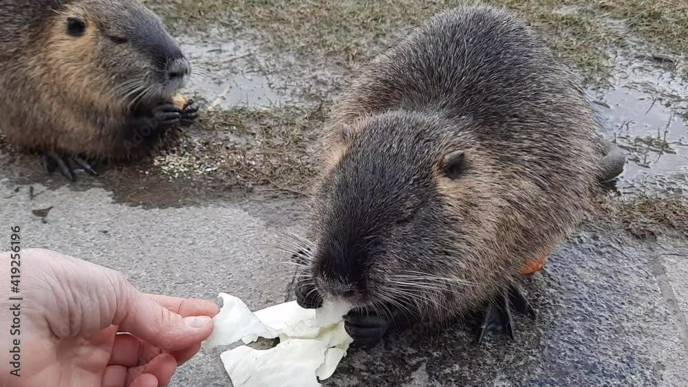 Nutria or myocastor coypus, also known as nutria. A cute animal in the ...