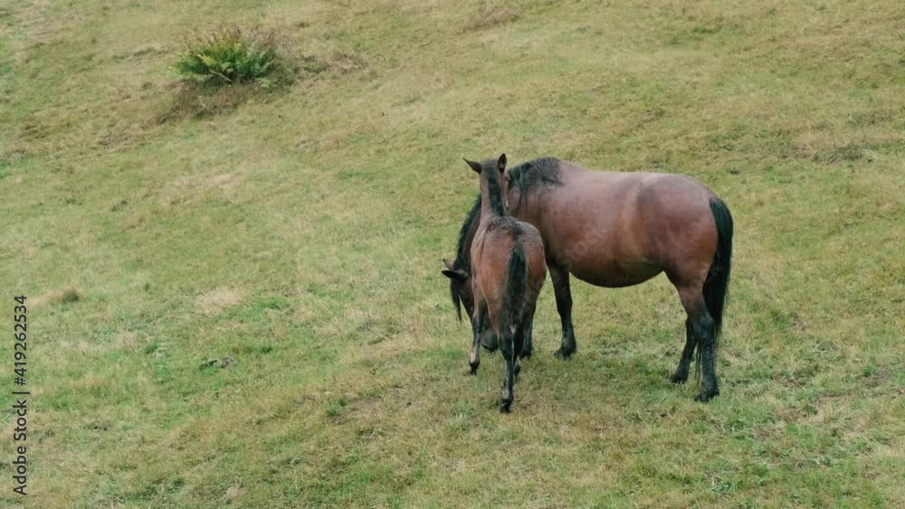 Baby foal is standing next to its mother on a green pasture on a rainy ...
