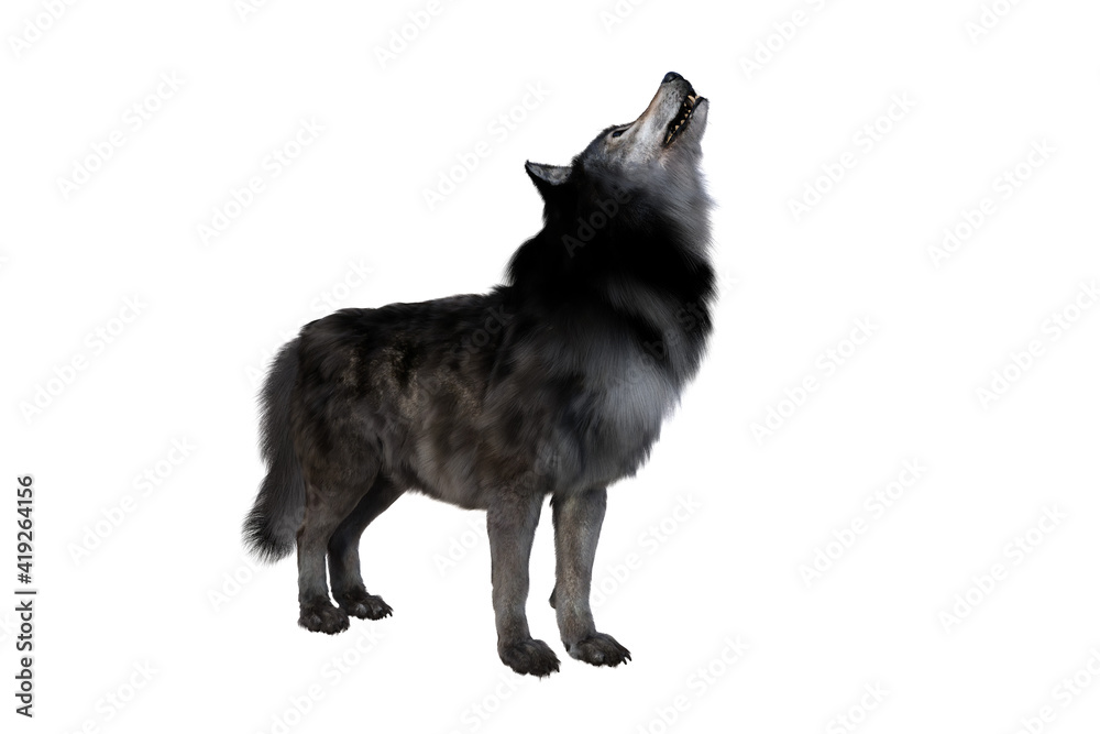 Brown Wolf Howling