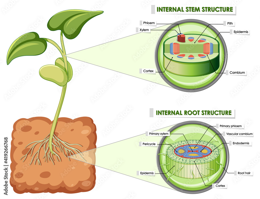 Diagram showing stem and root structure Stock Vector | Adobe Stock