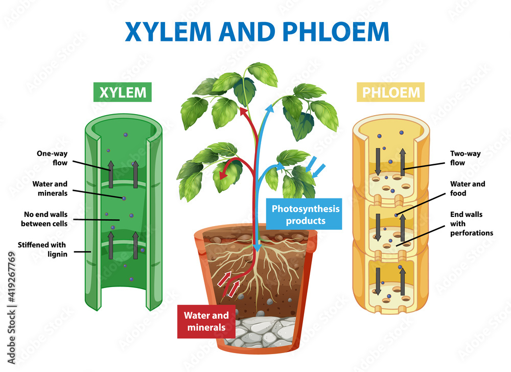 Diagram showing xylem and phloem of plant Stock Vector | Adobe Stock
