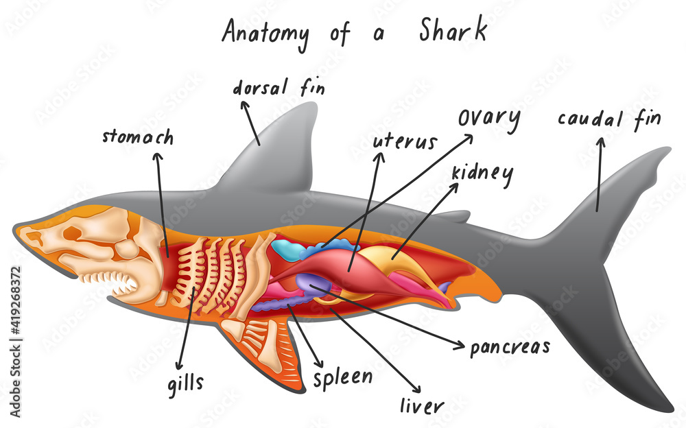 Anatomy of a shark Stock Vector | Adobe Stock