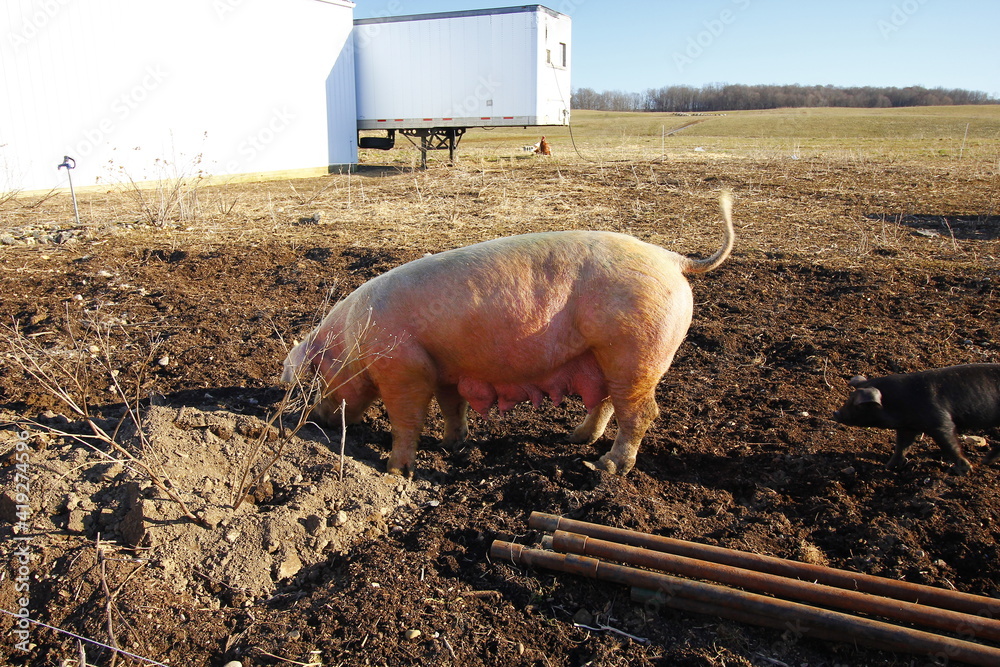 Pig Sow and her piglets Stock Photo | Adobe Stock