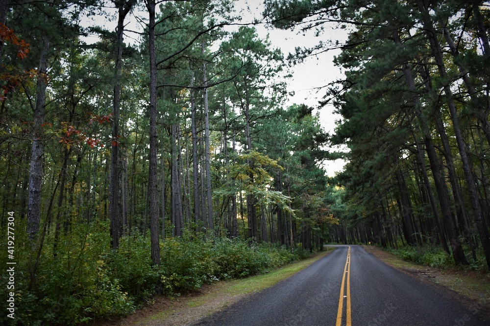 road through forest of pine trees in east texas in early morning Stock ...