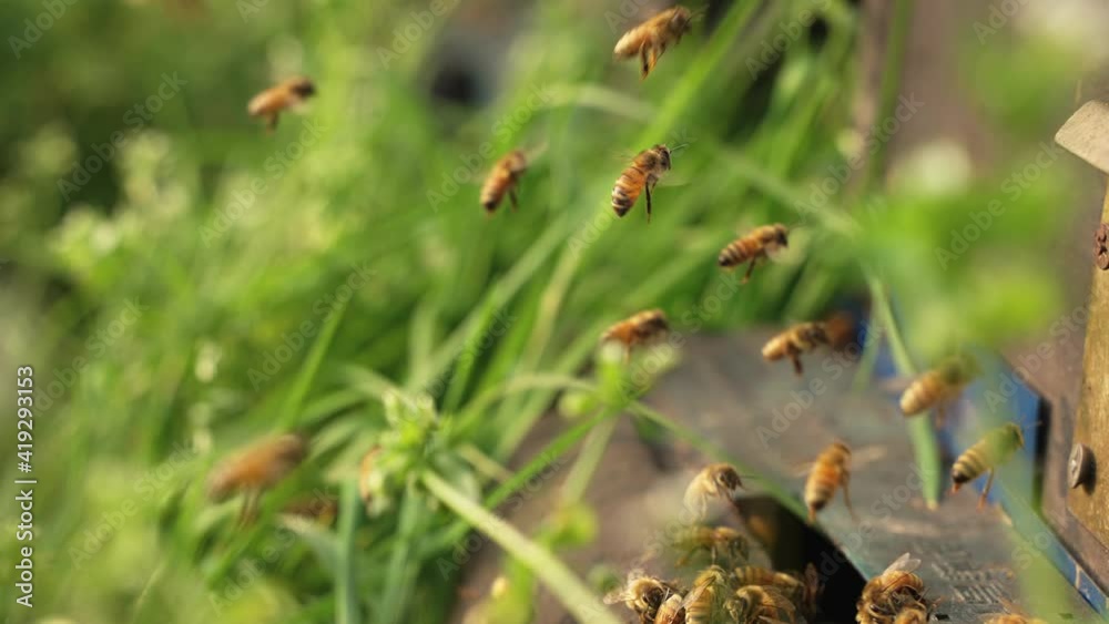 120 fps slow motion 4k clip of swarm of honey bees flying in spring ...