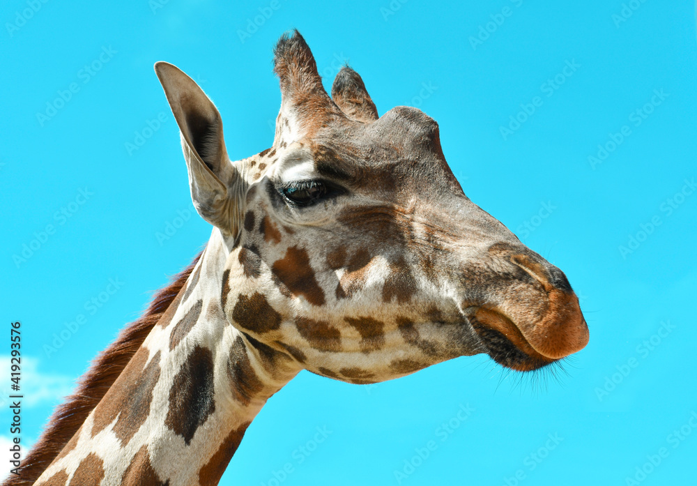 Jirafa de zoologico Mexicano ภาพถ่ายสต็อก | Adobe Stock