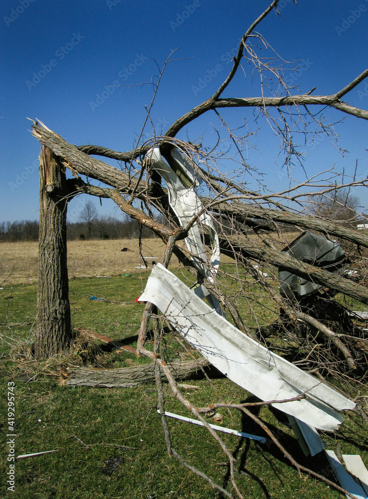 Fotografia do Stock: Mangled house siding wrapped around the limbs of a ...