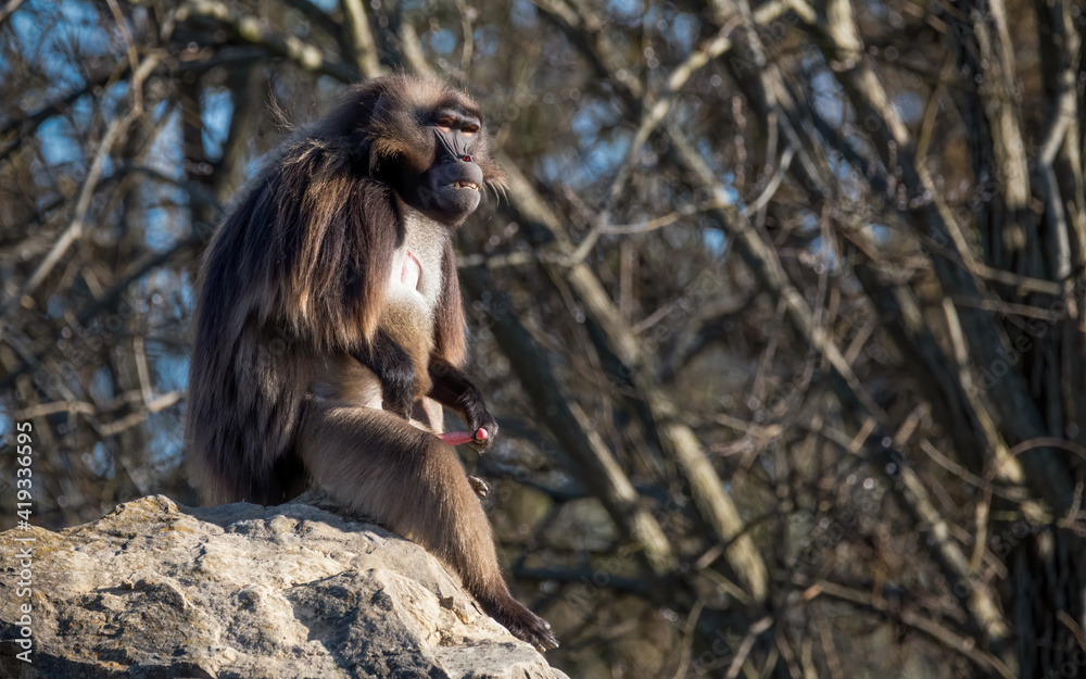 tier, makak, säugetier, wild lebende tiere, wild, natur, baby, hübsch ...
