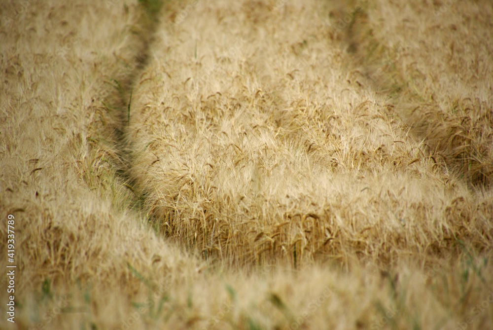 Gerstenfeld Gerstenähren noch nicht ganz reif mit Fahrspuren vom ...