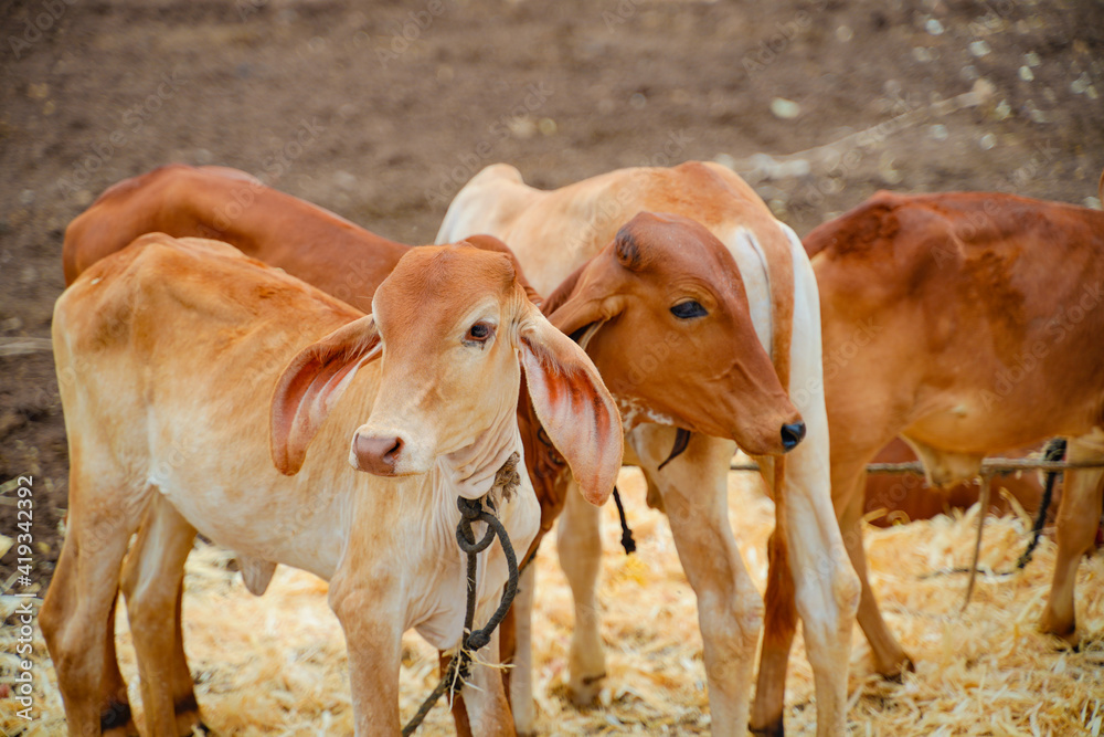 Indian cows group at agriculture field Stock Photo | Adobe Stock