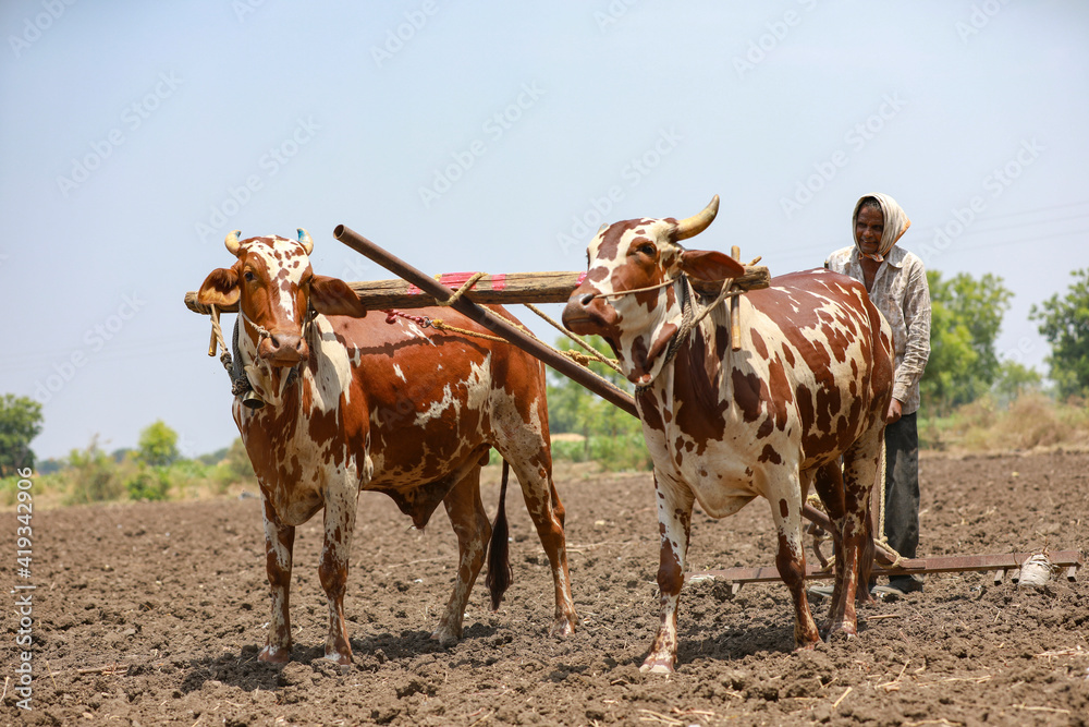 Indian farmer working with bull at his farm Stock Photo | Adobe Stock