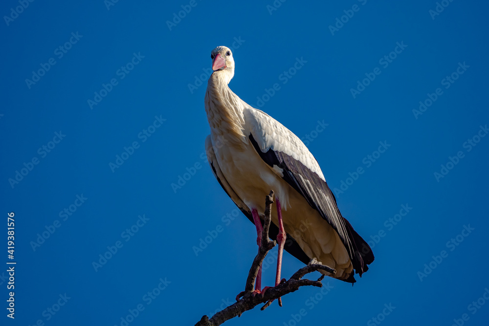 Stork in nature reserve of south France during mating season Stock ...
