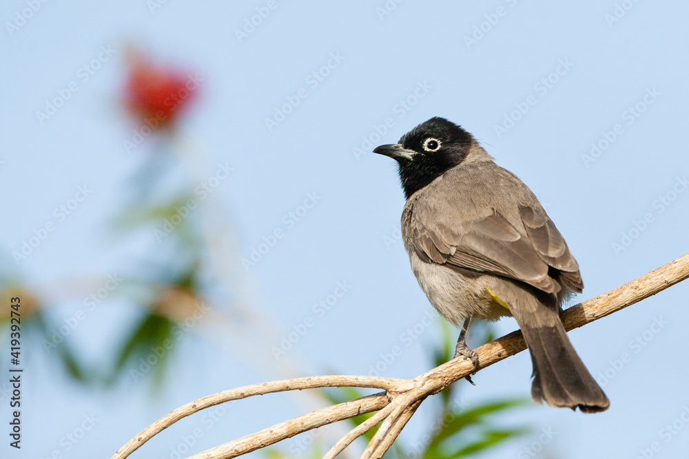 Foto de Arabische Buulbuul, White-spectacled Bulbul, Pycnonotus ...