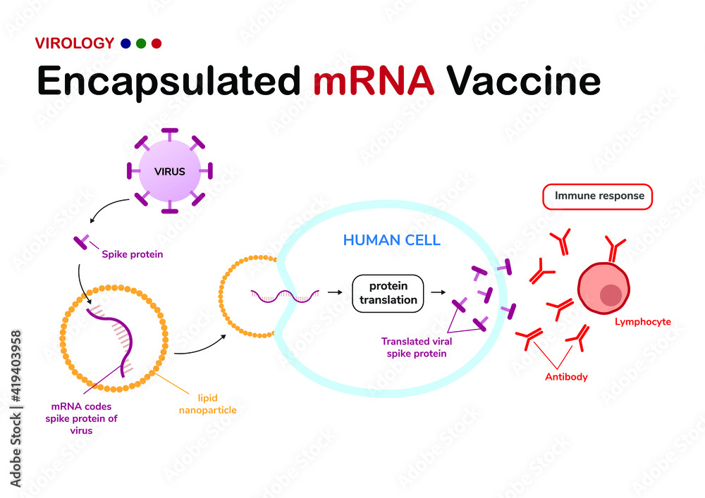 Diagram show meaning of encapsulated mRNA vaccine from viral spike ...