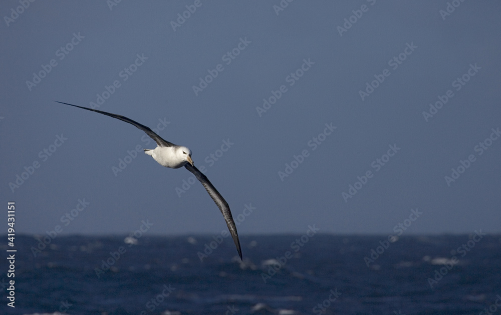 Poster Black-browed Albatross, Wenkbrauwalbatros, Thalassarche ...