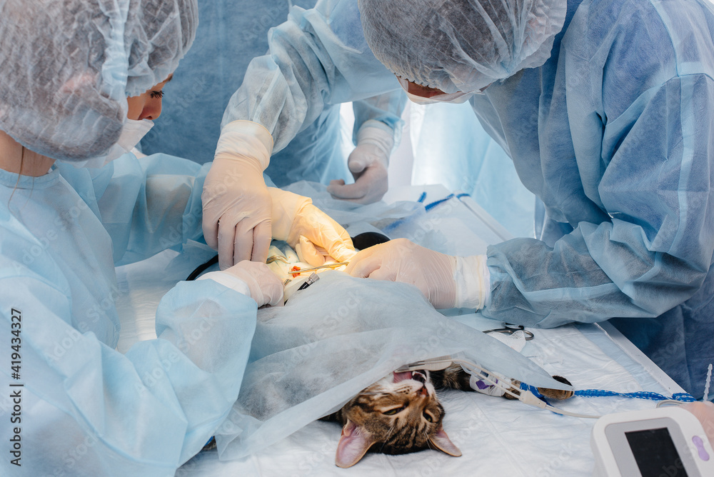 In a modern veterinary clinic, an operation is performed on an animal ...