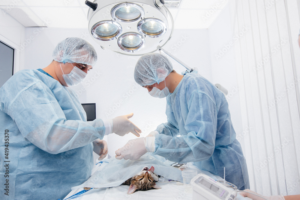 In a modern veterinary clinic, an operation is performed on an animal ...