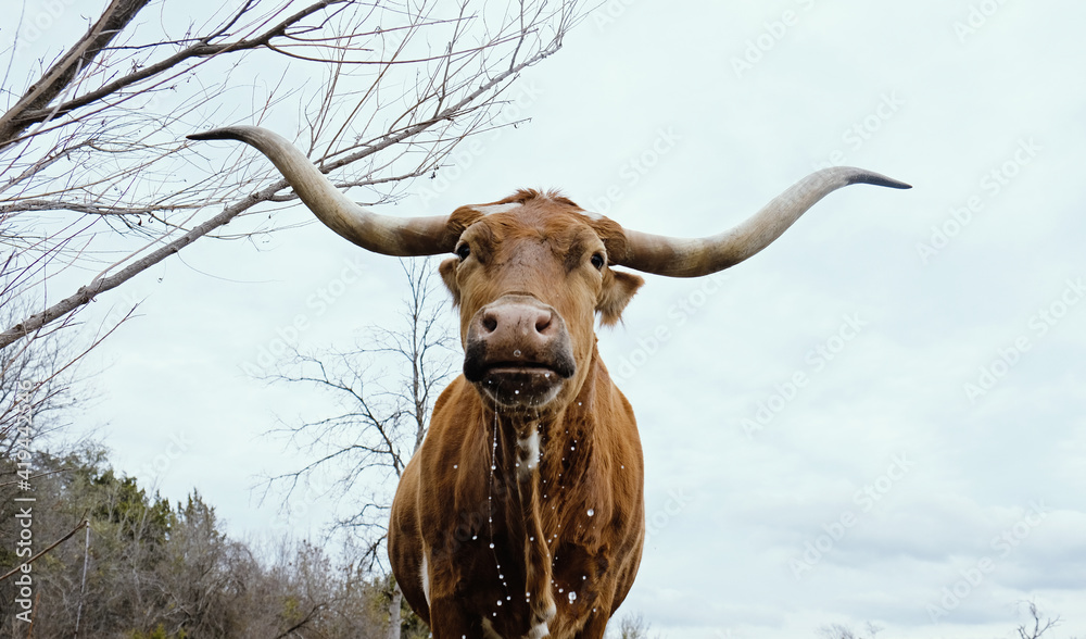 Texas longhorn cow getting drink with water dripping from face against ...