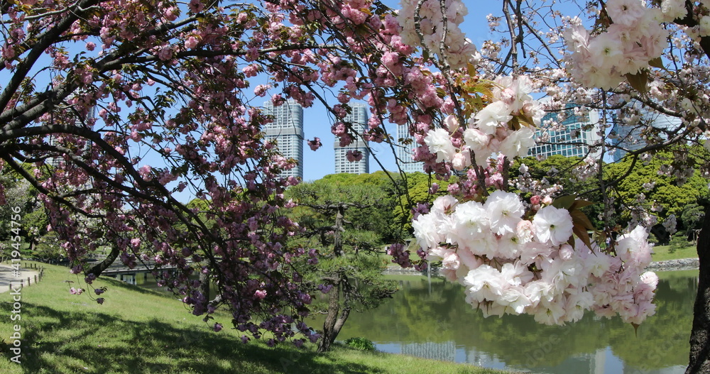 Blossoming cherry tree in Hamarikyu Gardens, Tokyo, Japan. Oriental ...