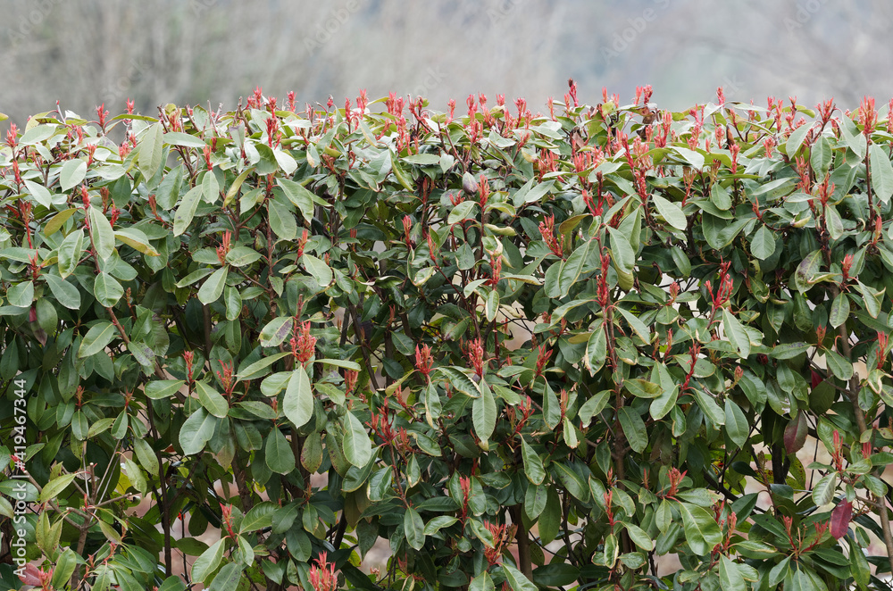 Fraser's Photinia - Photinia x fraseri - Ornamental shrub for hedge or ...