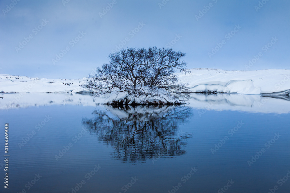 Trees growing in middle of lake located in snowy highland terrain under ...