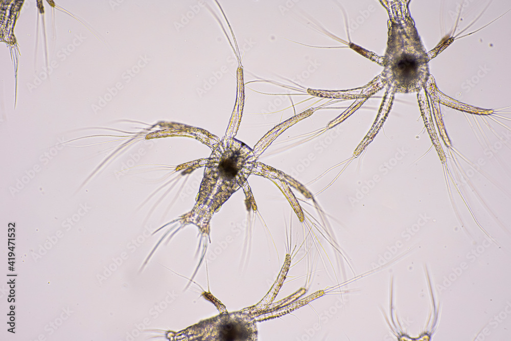 Nauplius stage of vannamei shrimp in light microscope, Shrimp larvae ...