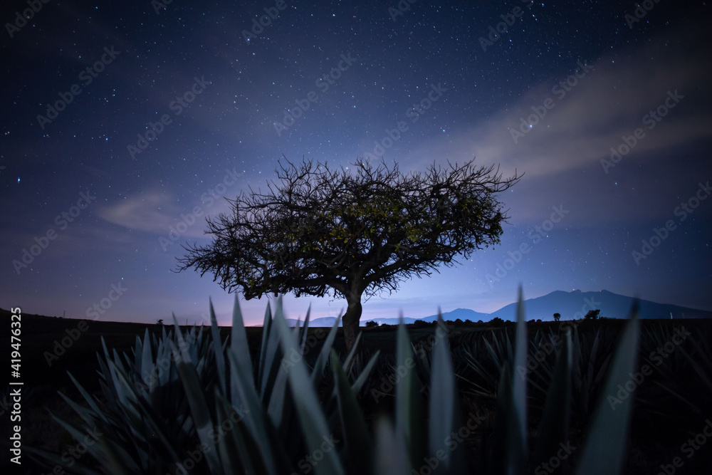 tequila, paisaje agavero, agave azul, campos de agave, tequilana wever ...