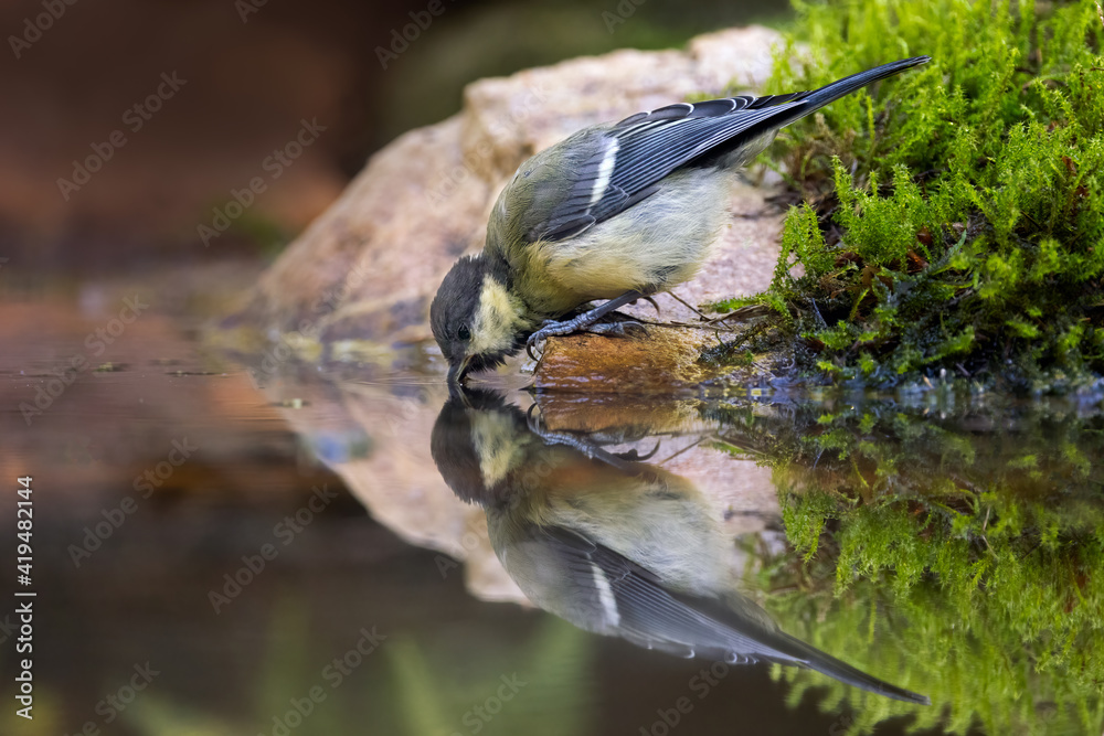 The great tit (Parus major) is a passerine bird in the tit family ...