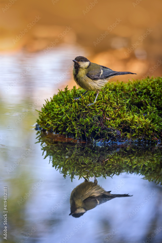 The great tit (Parus major) is a passerine bird in the tit family ...