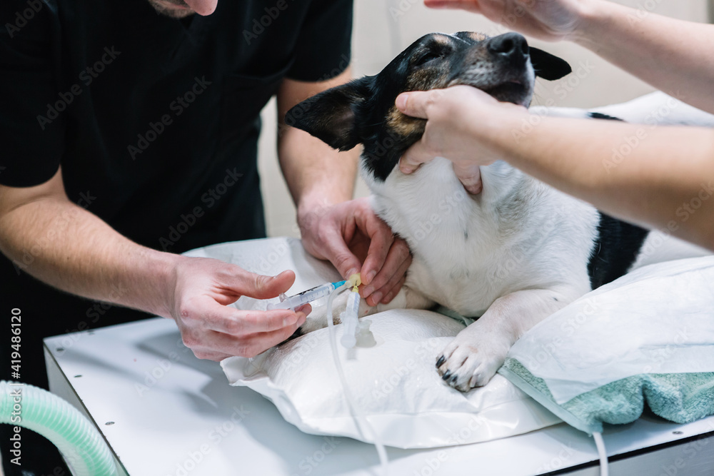Crop anonymous veterinarian injecting anesthesia and preparing fluffy ...