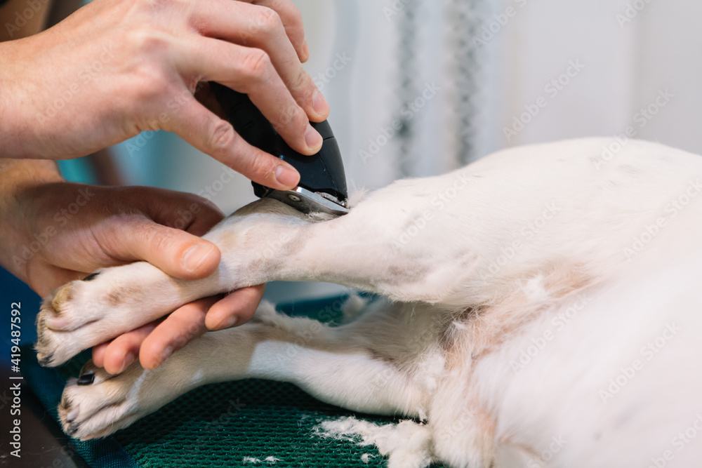 Side view of male vet doctor trimming fur from paw of dog for operation ...