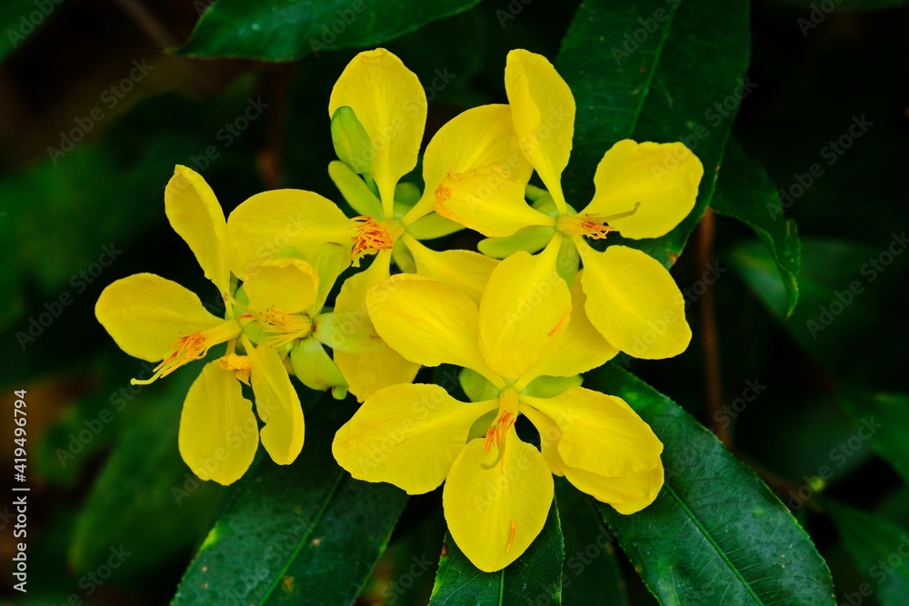 Foto de Blooming of charming yellow flower named Ochna integerrima ...