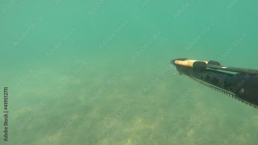Underwater hunter swims with spearfishing harpoon. Extreme sports ...