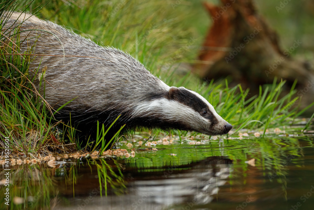 European badger, Meles meles, drinks at forest lake. Cute animal stands ...