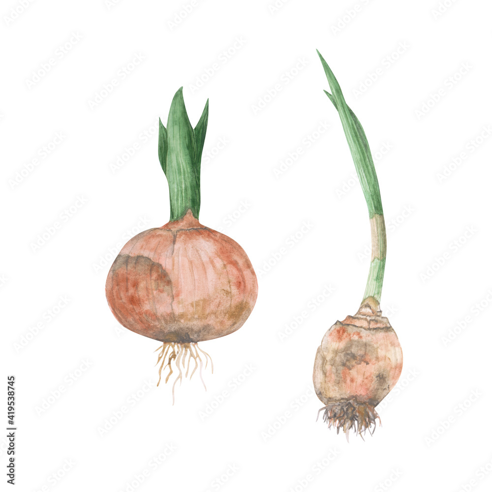 2 Watercolor bulbs isolated on a white background. Hand-drawn onion ...