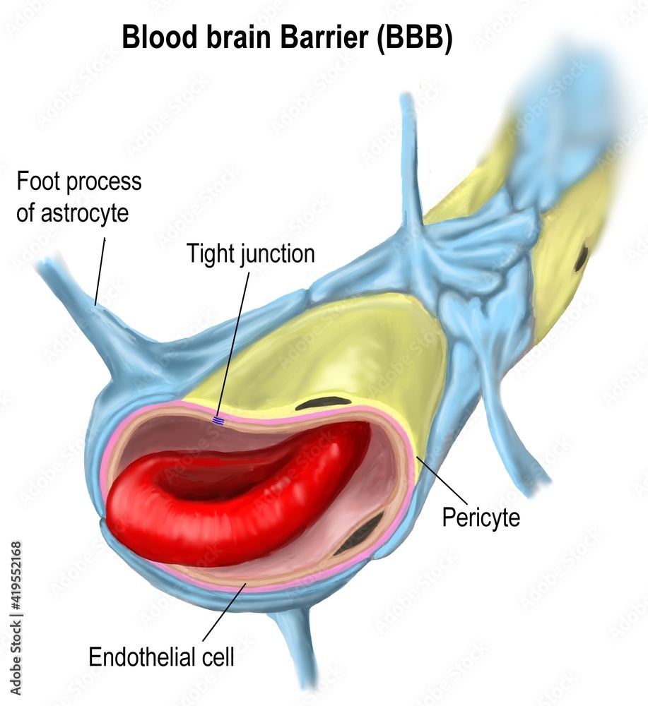 Blood brain barrier of human's brain. Stock Illustration | Adobe Stock