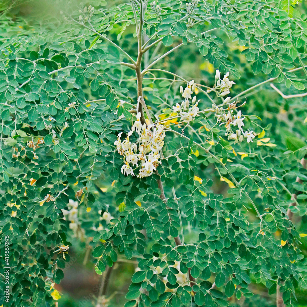 Moringa oleifera is a drought-resistant tree of the family Moringaceae ...