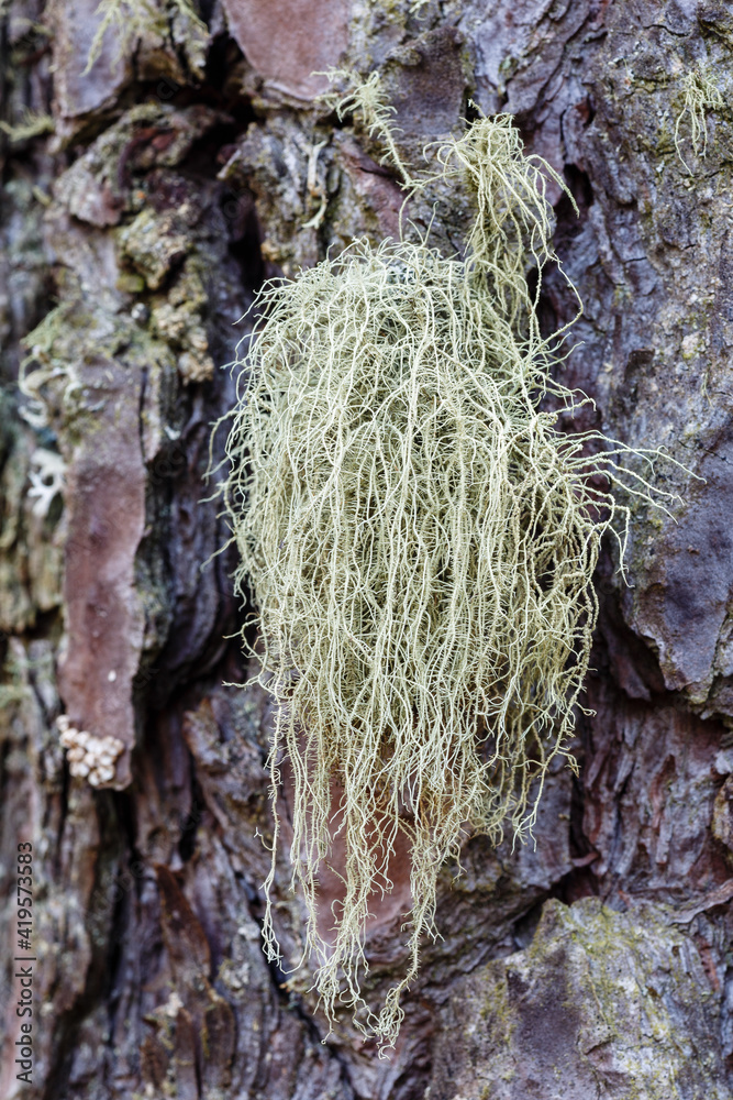 Lichen of the genus Usnea hanging from the trunk of a pine tree. Stock ...