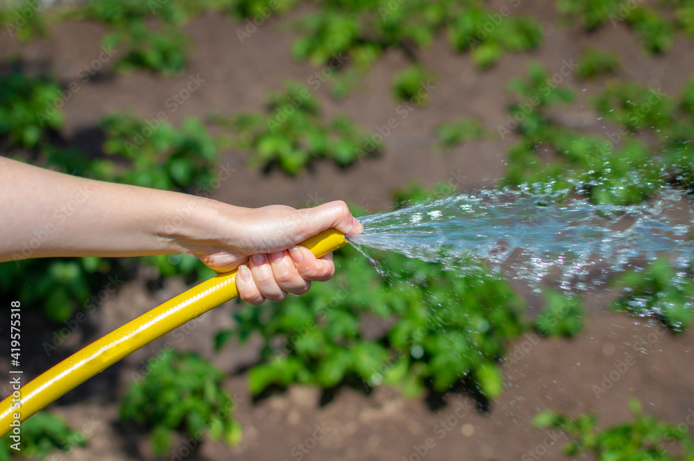 Hand of a young woman holding rubber water hose and using finger close ...
