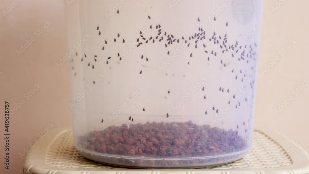 Crawling bugs in chick pea Bengal gram stored food lentil 4K slow ...