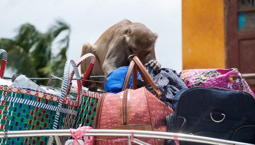 Monkey stealing in the region of Mount Popa, Myanmar (Burma), South ...