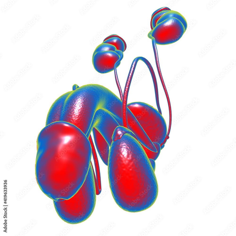 Male Reproductive System Anatomy For Medical Concept 3D Rendering Stock ...