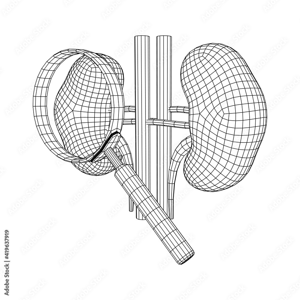 Kidneys human anatomy internal organ with magnifying glass. Medicine ...