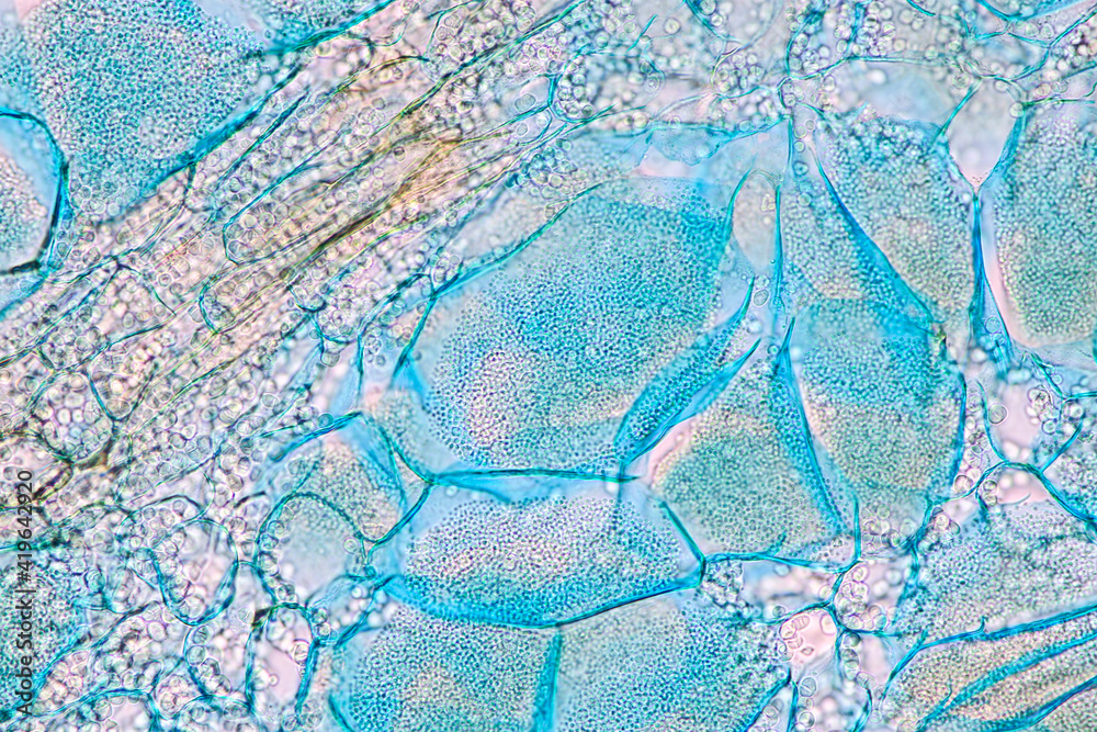 Characteristics of fungi living in wood as a group, are polyphyletic ...