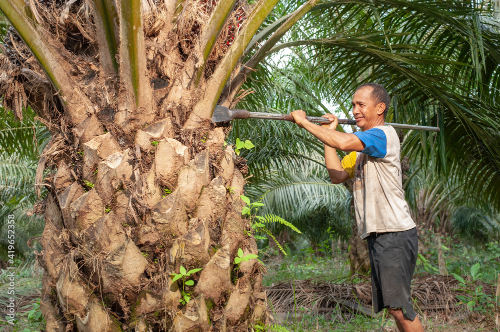 Senior traditional asian palm oil farmer pruning palm oil fronds with ...