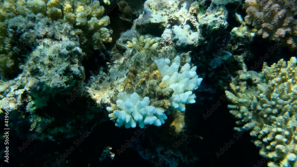 Bleaching and death of corals from excessive seawater heating due to ...