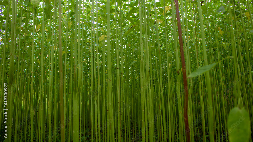 The field is full of jute. Jute arranged in rows. Images are in high ...