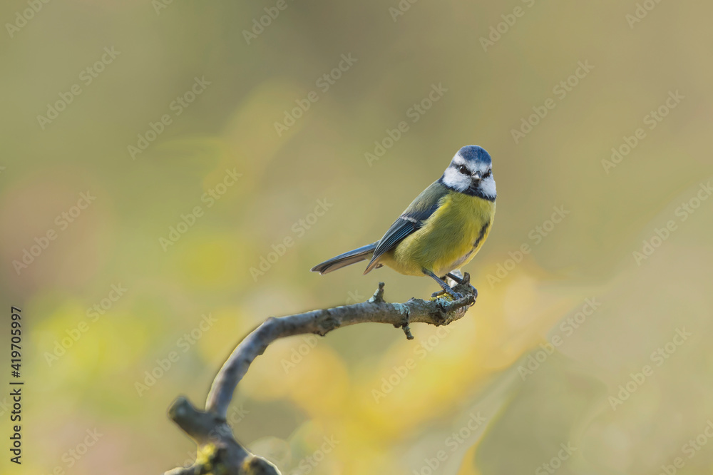 Chapim-azul, ave muito difundida e comum; desde àreas temperadas a ...